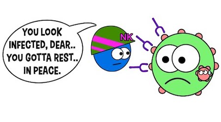 What are the 5 Major Functions of the Antibodies?